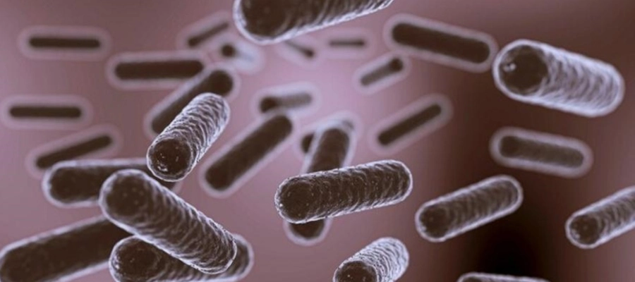 Bacillus clausii: o que é e os principais benefícios! - Tamarine